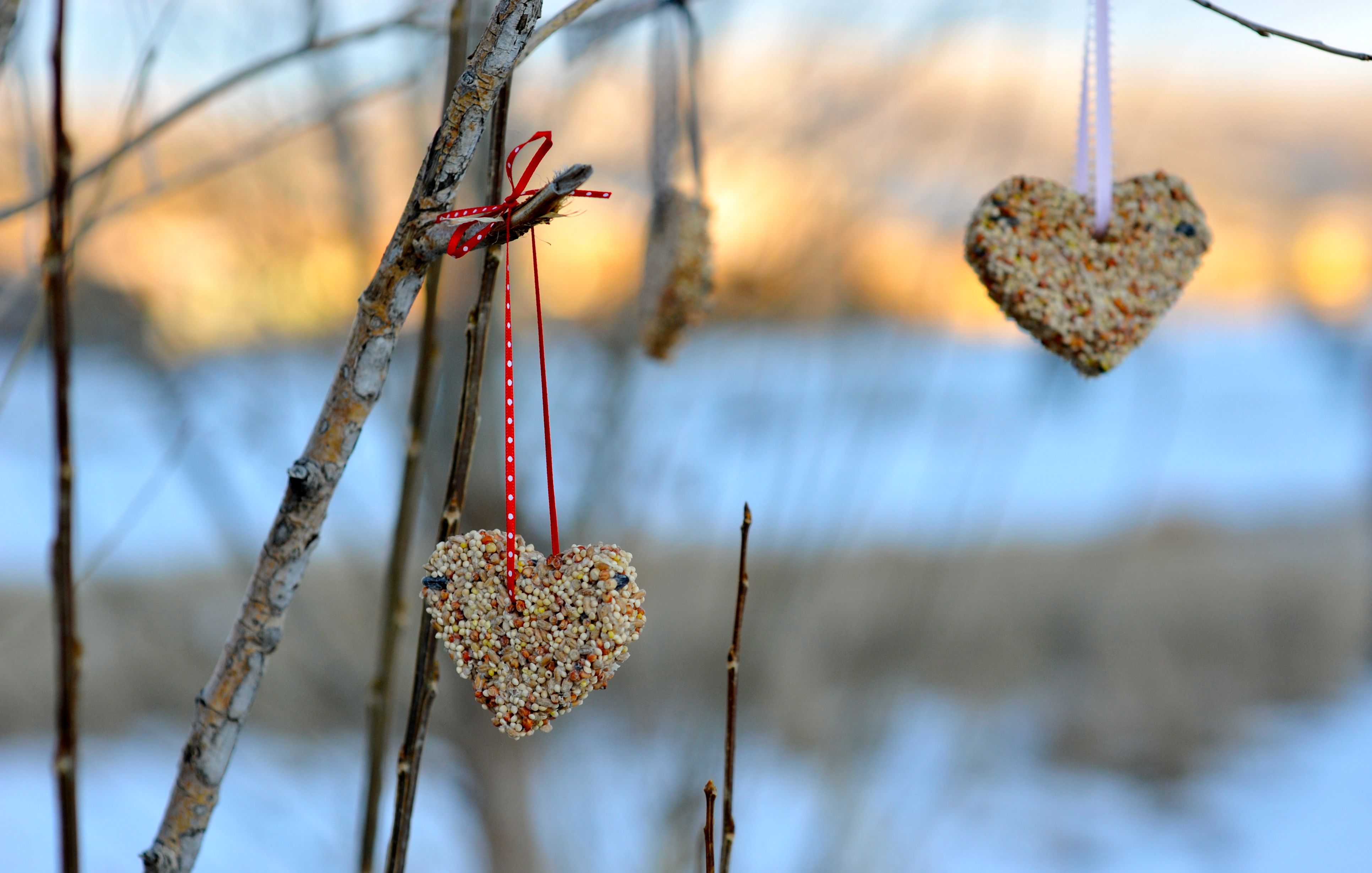 Bird Feeders for Valentine’s Day! | mommyapolis